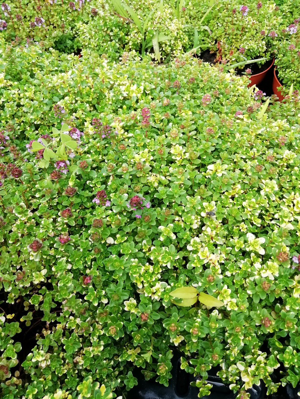 LEMON SERPIL Thymus Citriodorus 'Doone Valley' - Albenga Plant Soc ...